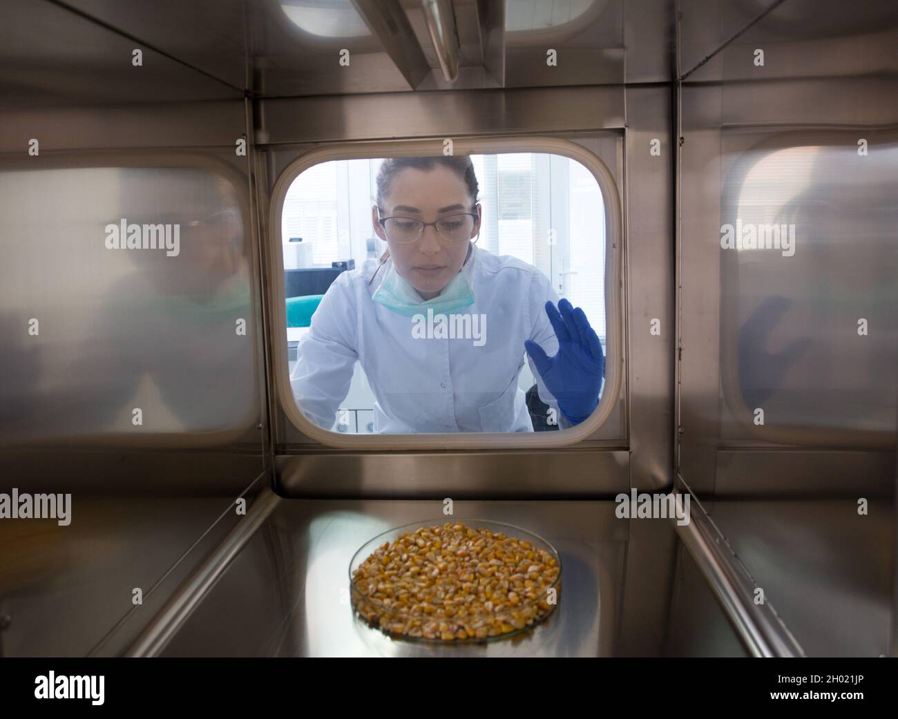 Agronomist testing corn grains in laboratory. Shoot from inside of ...