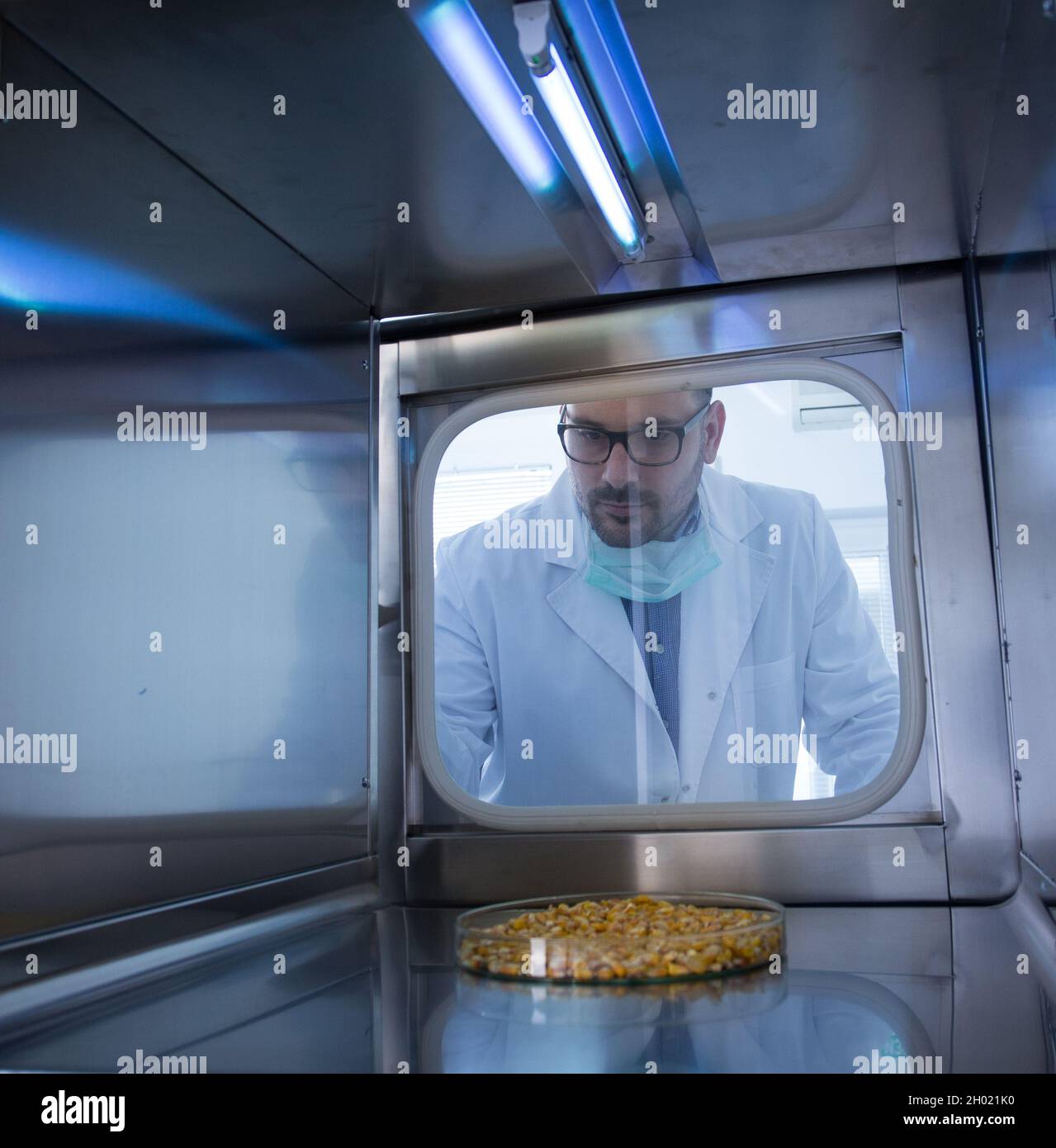 Agronomist testing corn grains in laboratory. Shoot from inside of ...