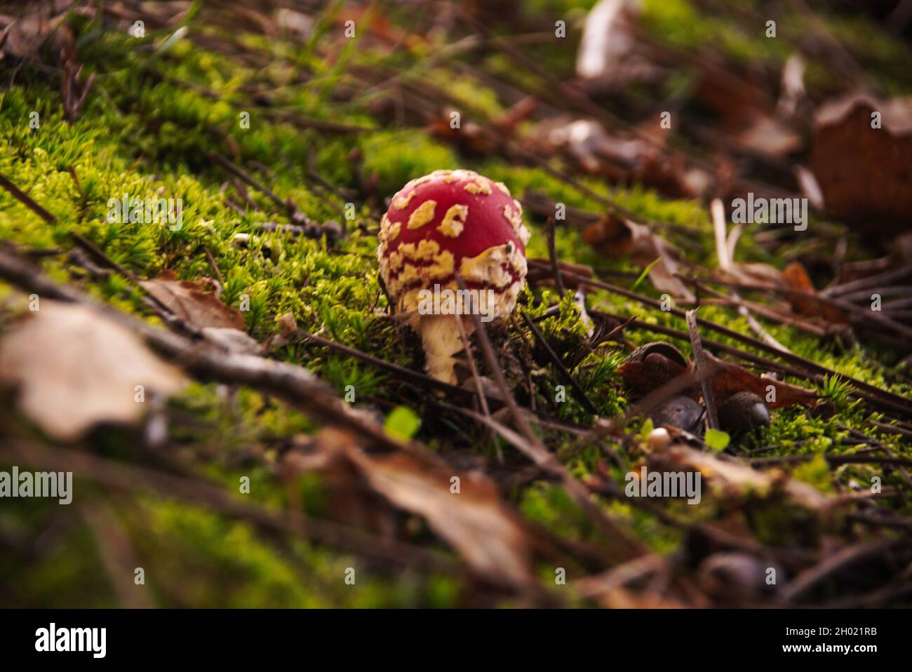 Hongos hongos toadstool toadstool hi-res stock photography and images ...