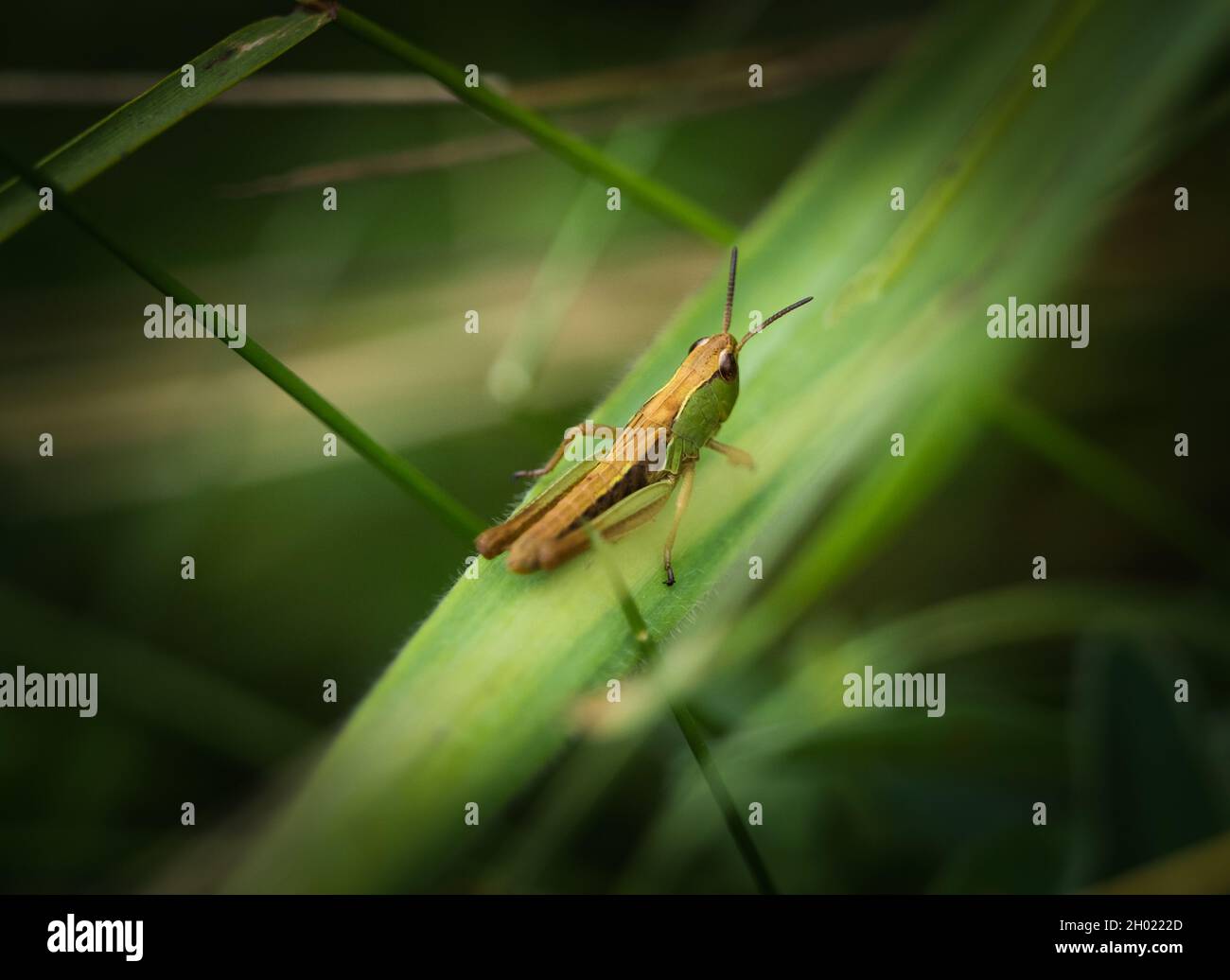 A common grasshopper at summer in saarland, copy space Stock Photo - Alamy