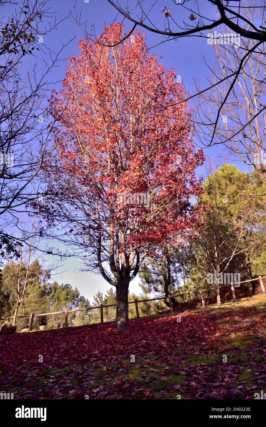 Arce japonica hi-res stock photography and images - Alamy