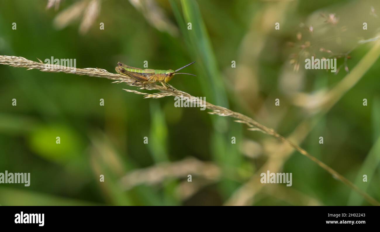 Grasshopper ecology hi-res stock photography and images - Alamy