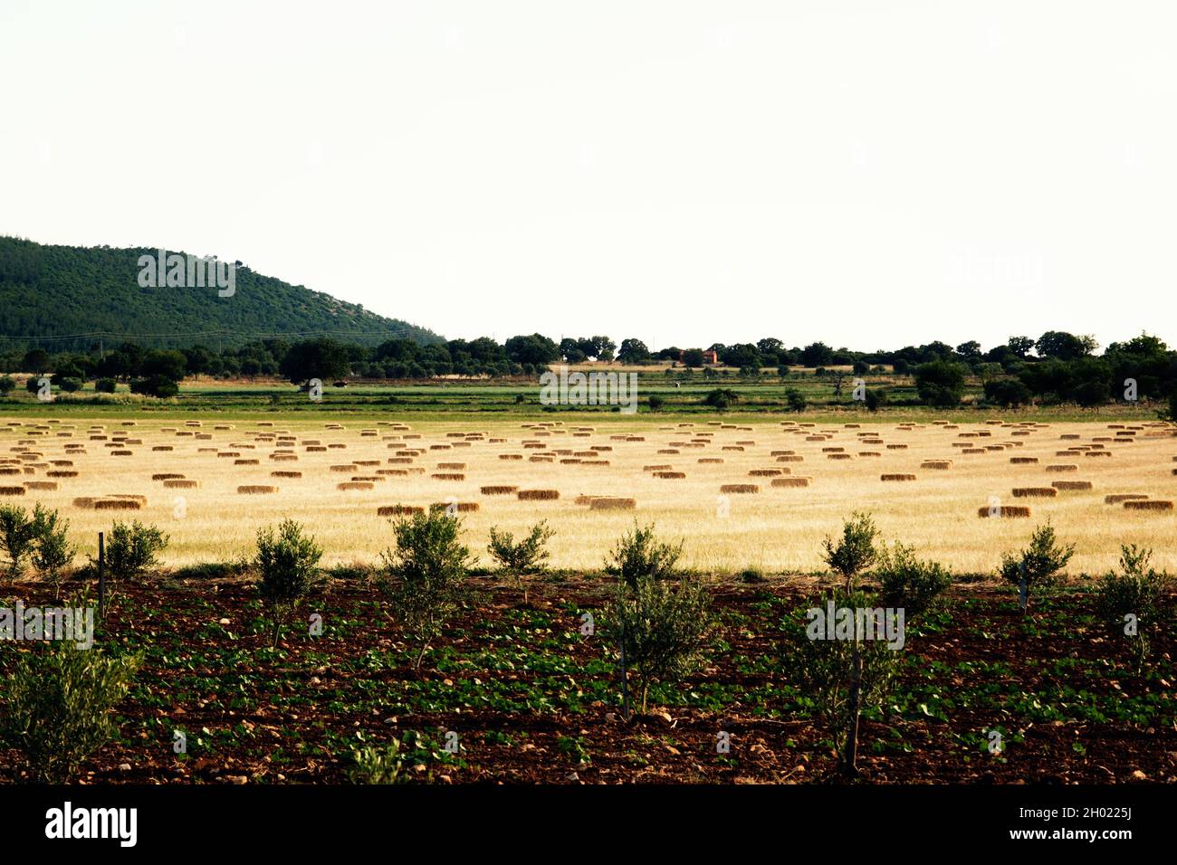 Straw bales bundled hi-res stock photography and images - Alamy