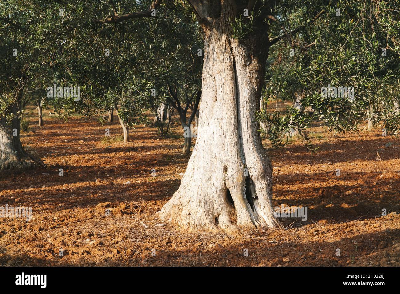 Trunk of an olive tree in the farm Stock Photo - Alamy