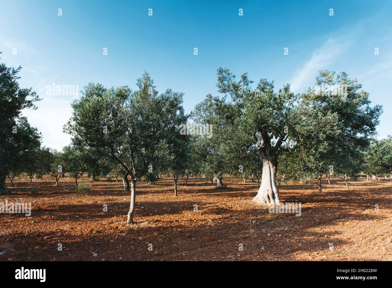 Landscape view of olive tree field with clear sky Stock Photo - Alamy