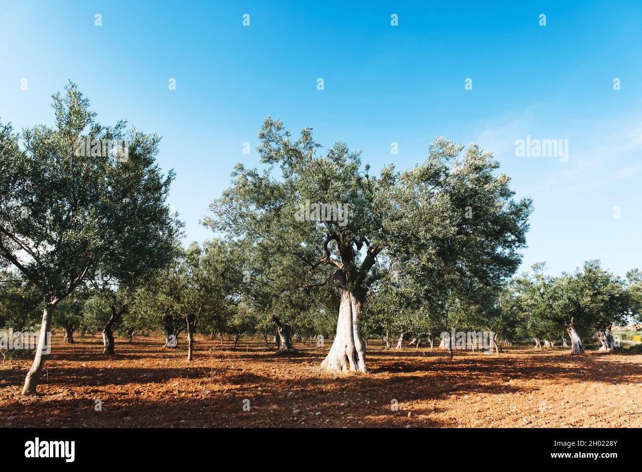 Landscape view of olive tree field with clear sky Stock Photo - Alamy