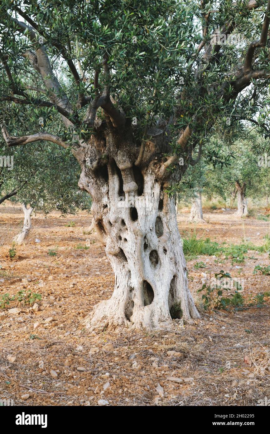 Trunk of an olive tree in the farm Stock Photo - Alamy