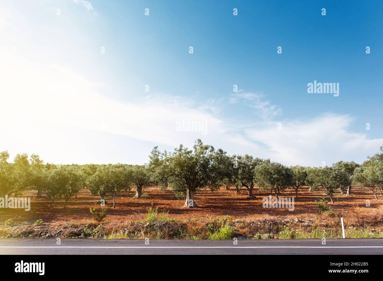 Landscape view of olive tree field with cloudy sky Stock Photo - Alamy