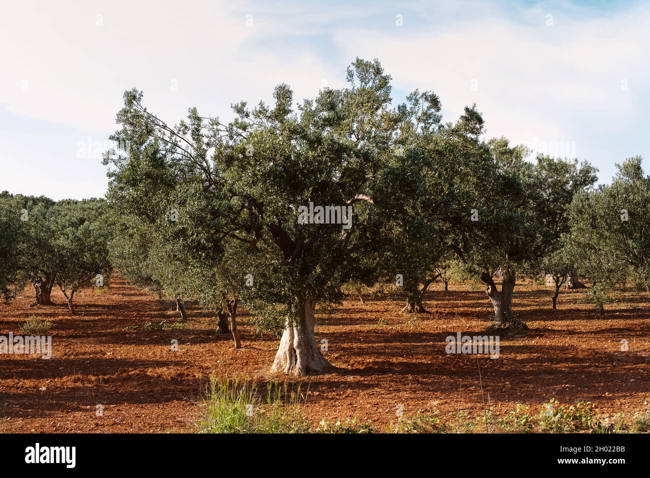 Landscape view of olive tree field with cloudy sky Stock Photo - Alamy