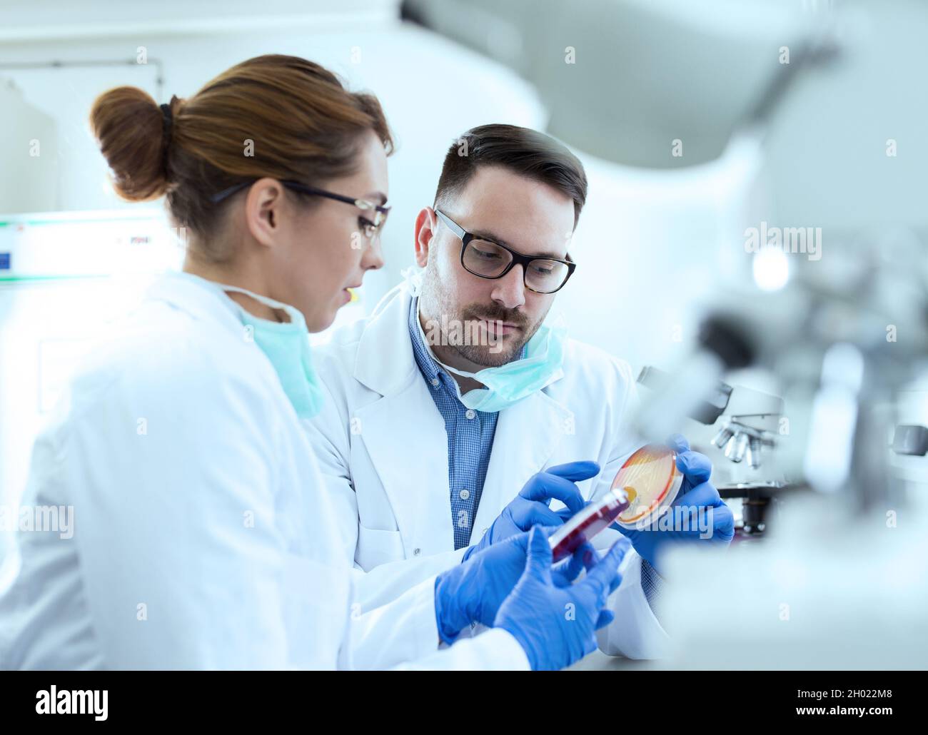 Two biologist man and woman looking at samples in petri dishes and ...