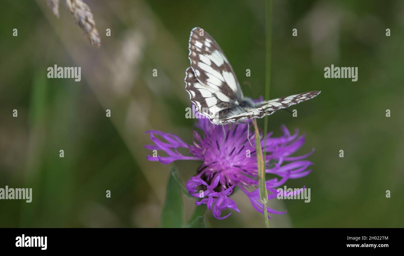 Checkerboard butterfly hi-res stock photography and images - Alamy