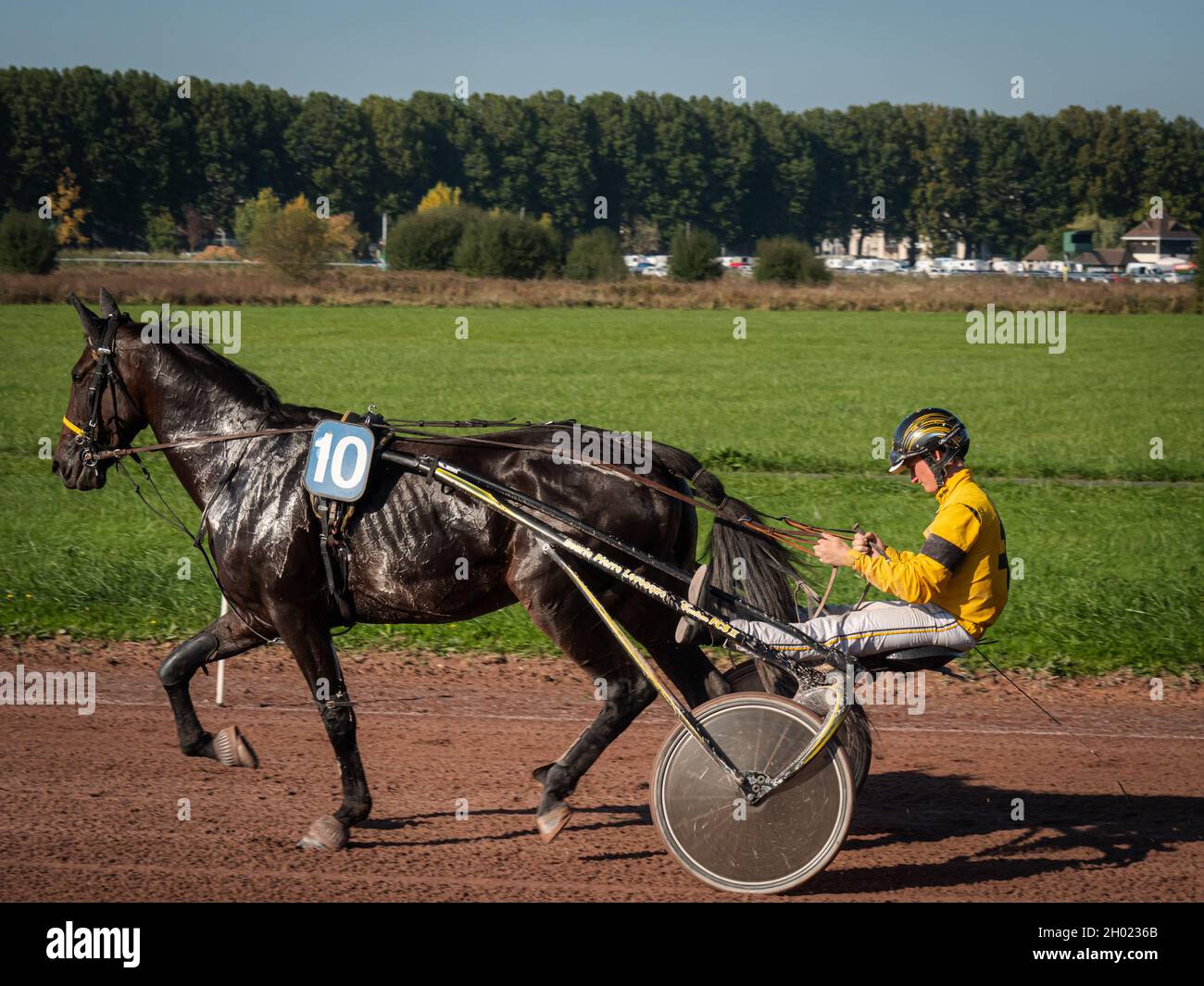 Strong leader horse hi-res stock photography and images - Alamy