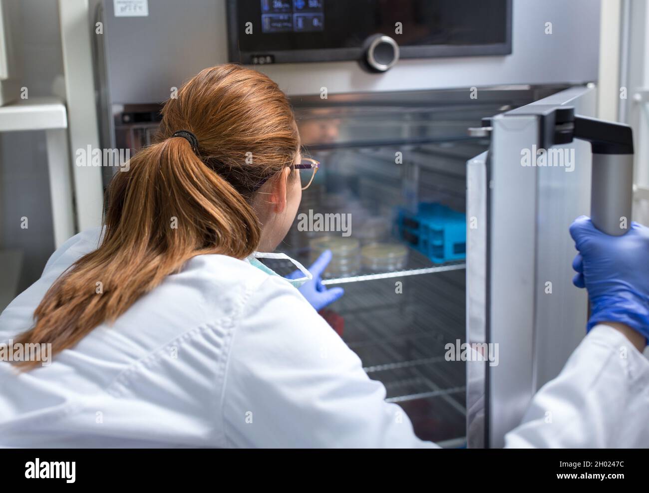 Woman biologist in white coat opening incubator and checking samples in ...