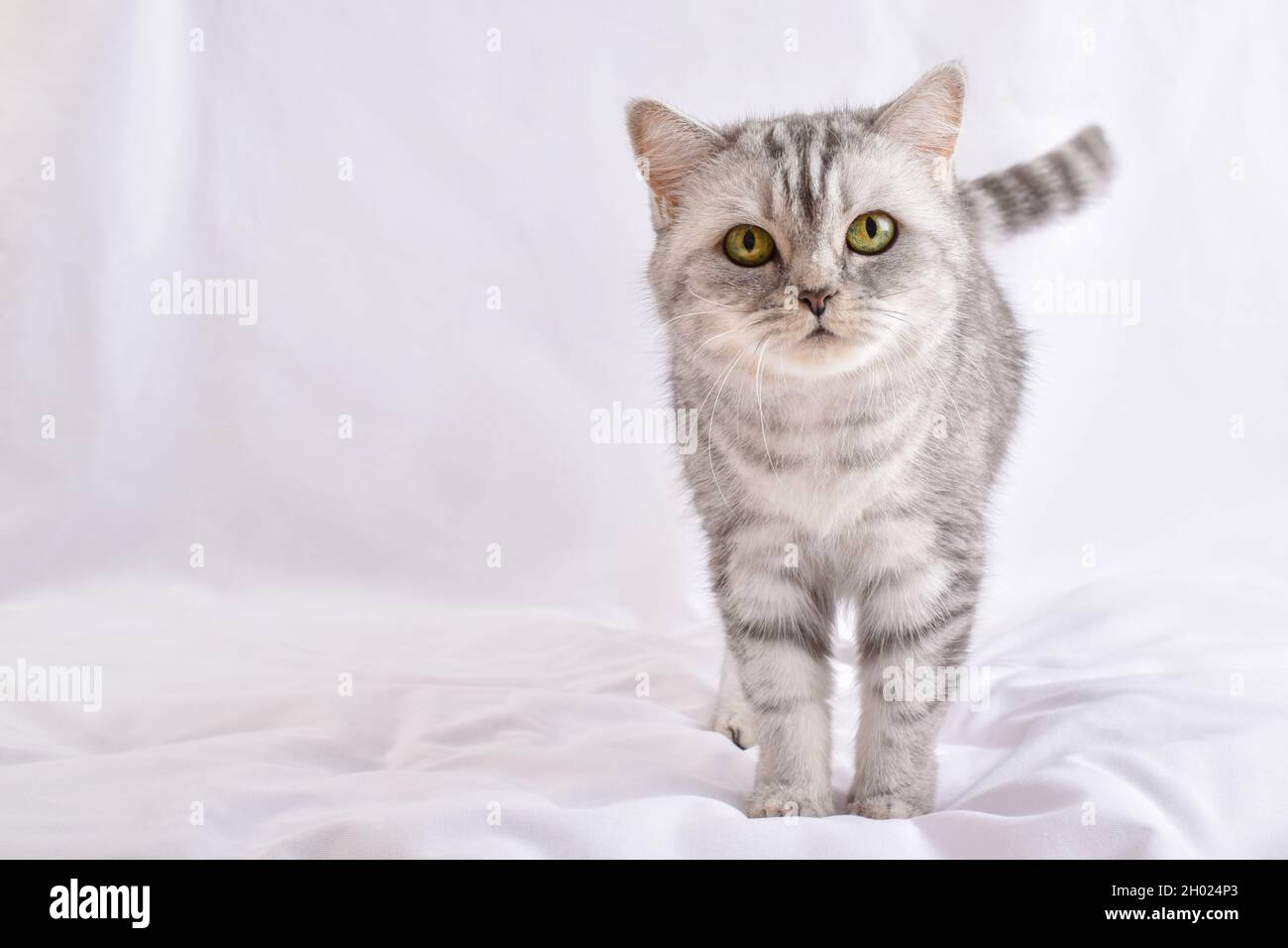 Beautiful small cat stands hi-res stock photography and images - Alamy