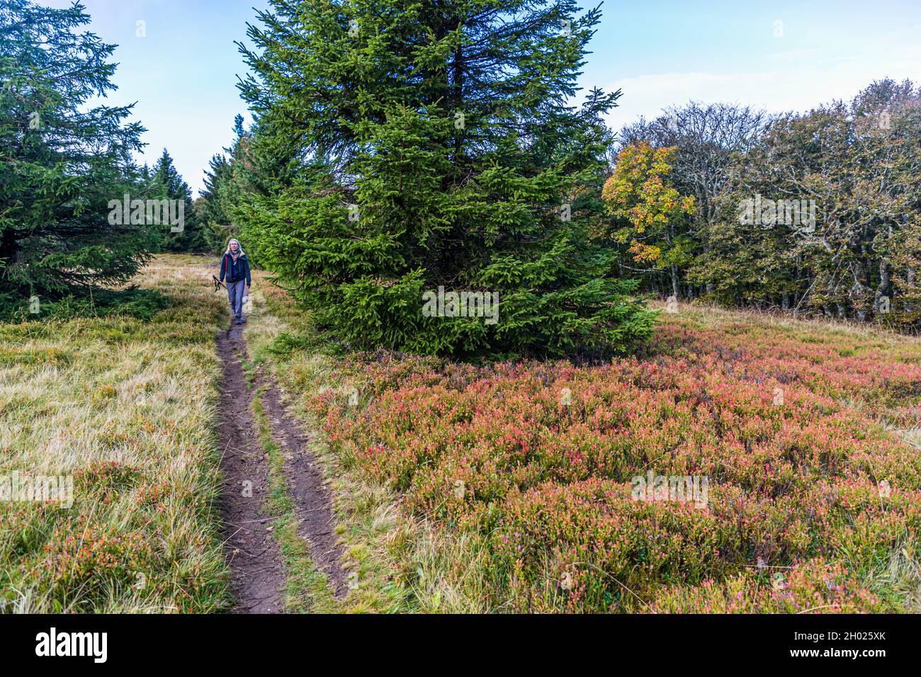 Hiking trail in the Vosges near Sondernach, France Stock Photo - Alamy