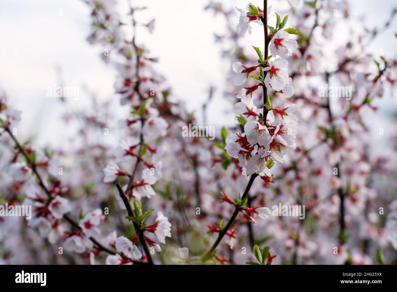 Branches of flowering fruit trees. Spring bloom in the garden Stock ...