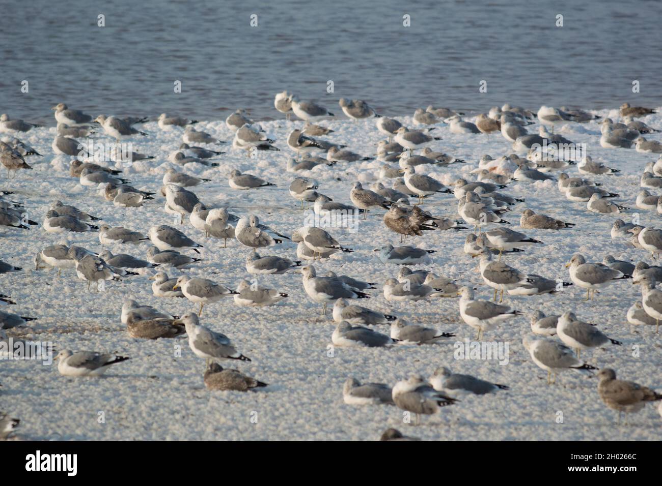 Many gulls sitting and standing on salt islands at dusk in pond A15 at ...
