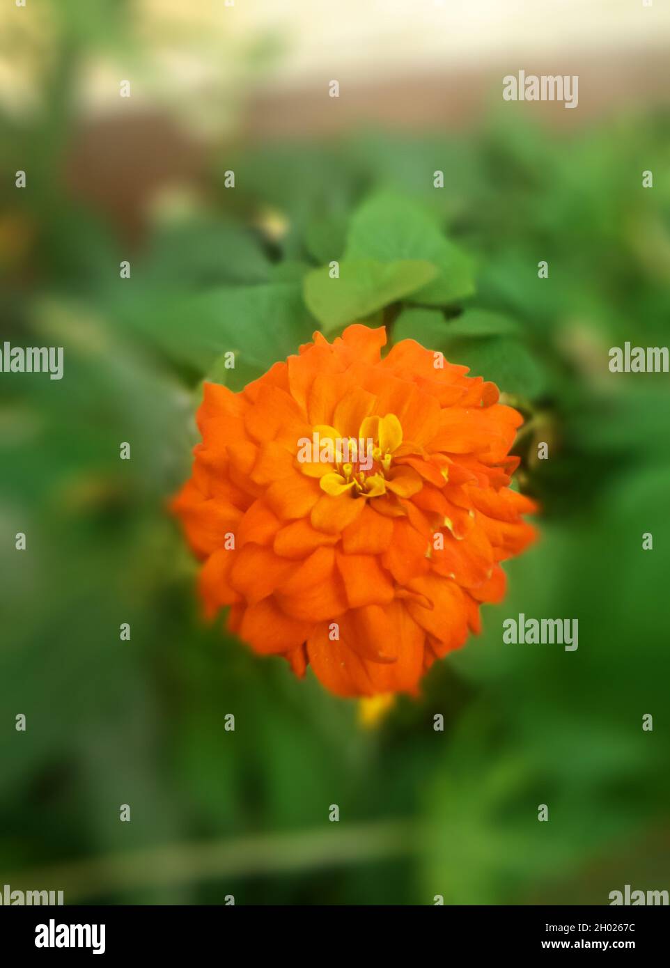 Zinnia leaves hi-res stock photography and images - Alamy