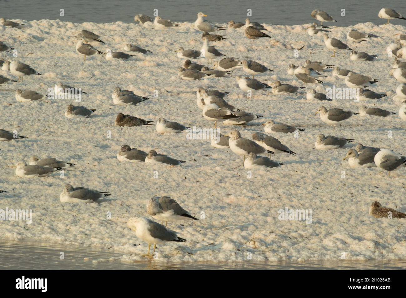 Many gulls sitting and standing on salt islands at dusk in pond A15 at ...