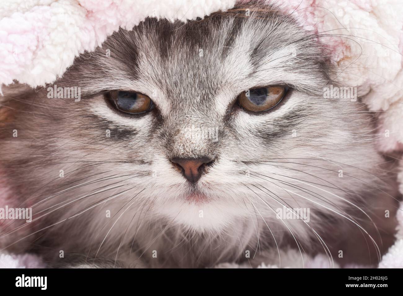 A close-up of a fluffy gray kitten peeks out from under the blanket ...