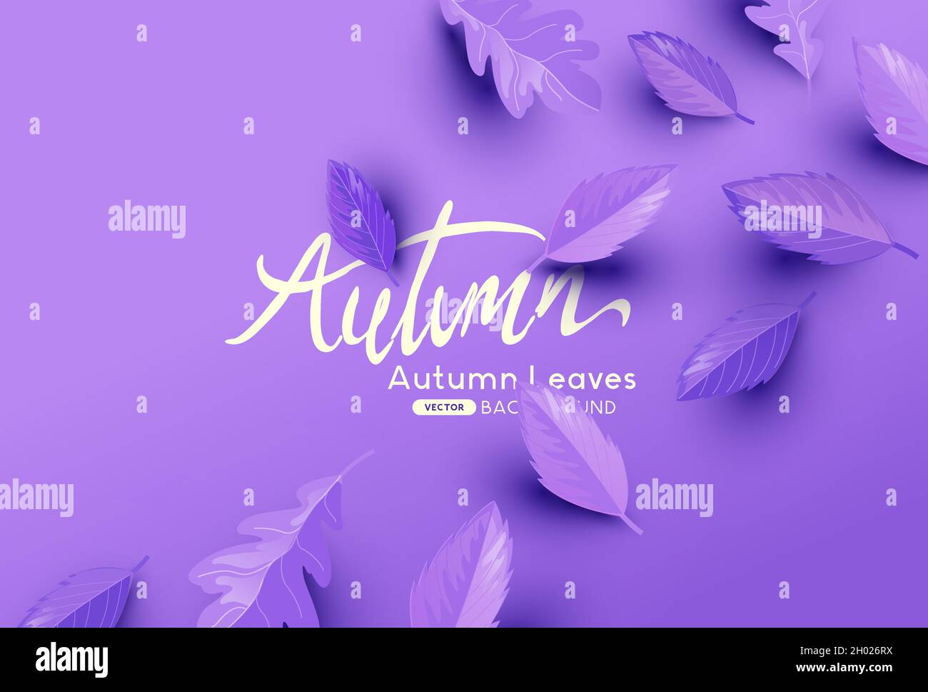 Purple Falling autumn leaves background with copy space. Autumn fall ...