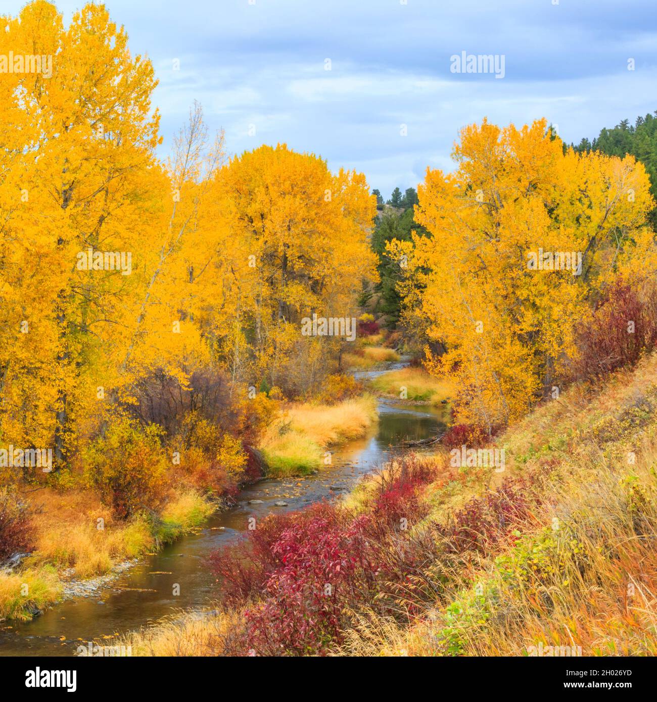 fall colors along the shields river near wilsall, montana Stock Photo ...