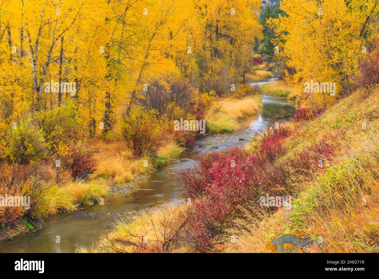 fall colors along the shields river near wilsall, montana Stock Photo ...