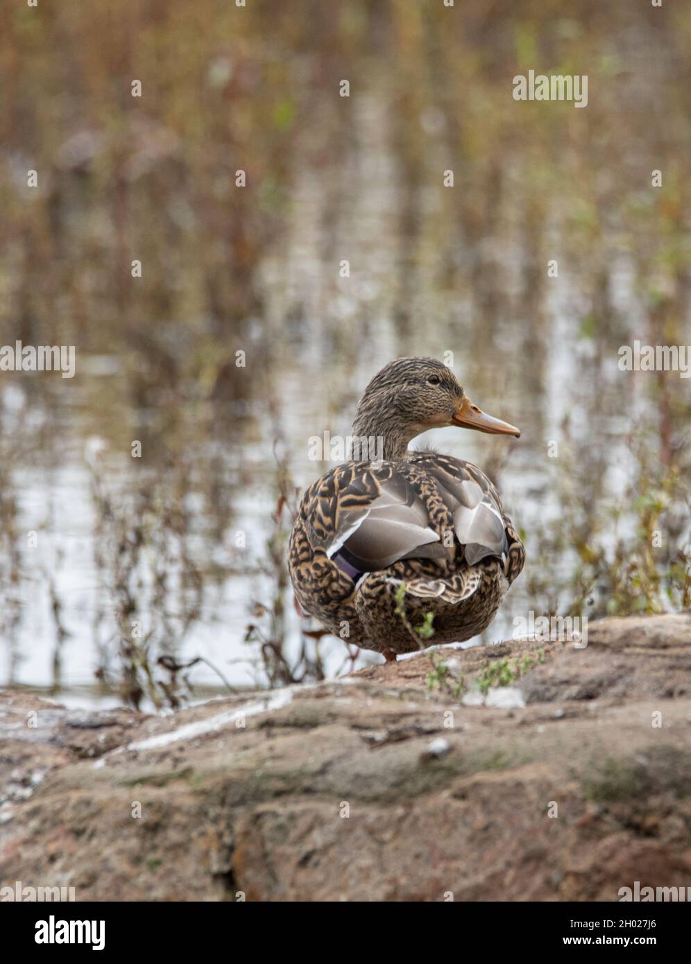Female mallard standing on rock hi-res stock photography and images - Alamy