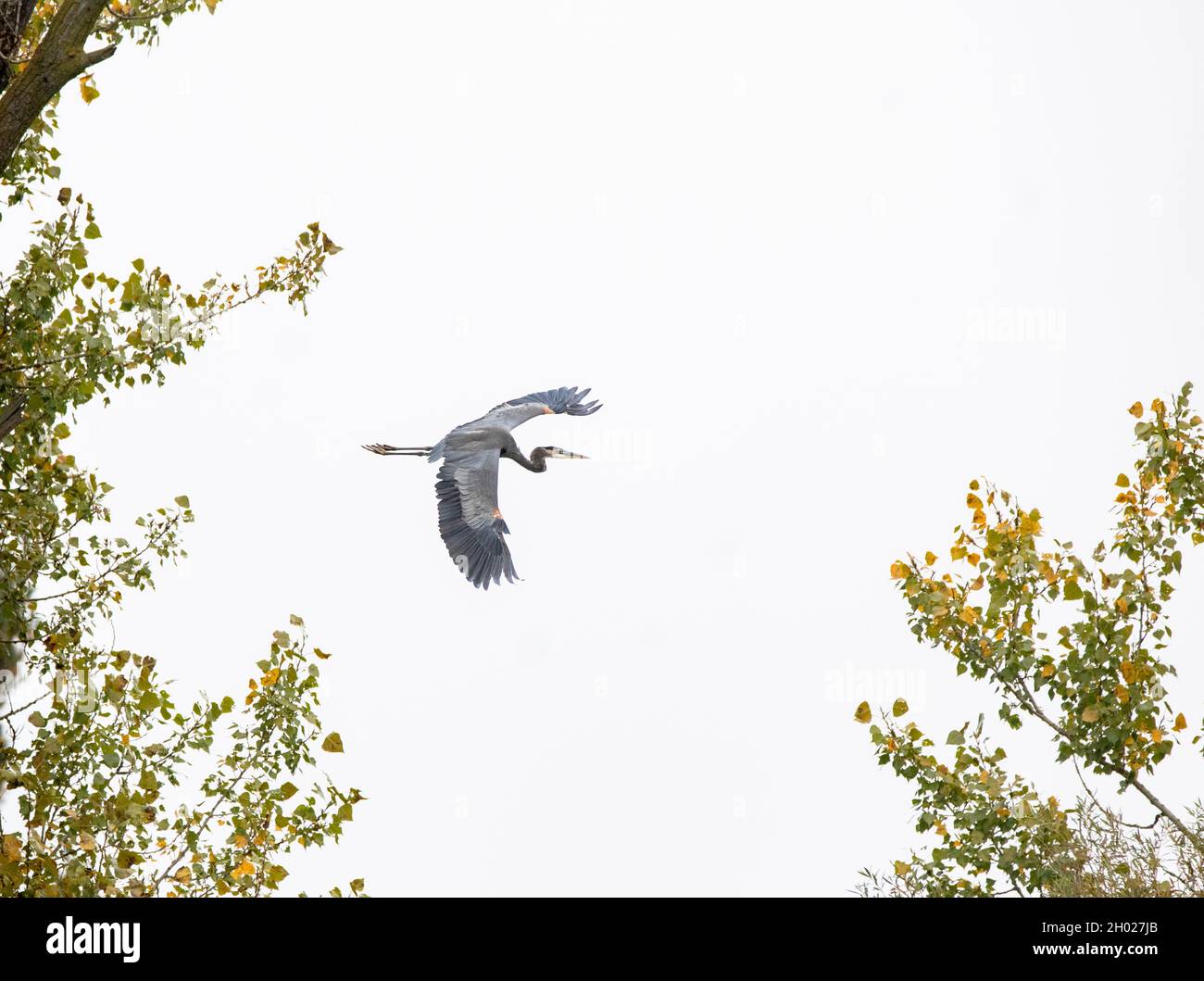 Flying between beautiful green trees hi-res stock photography and ...
