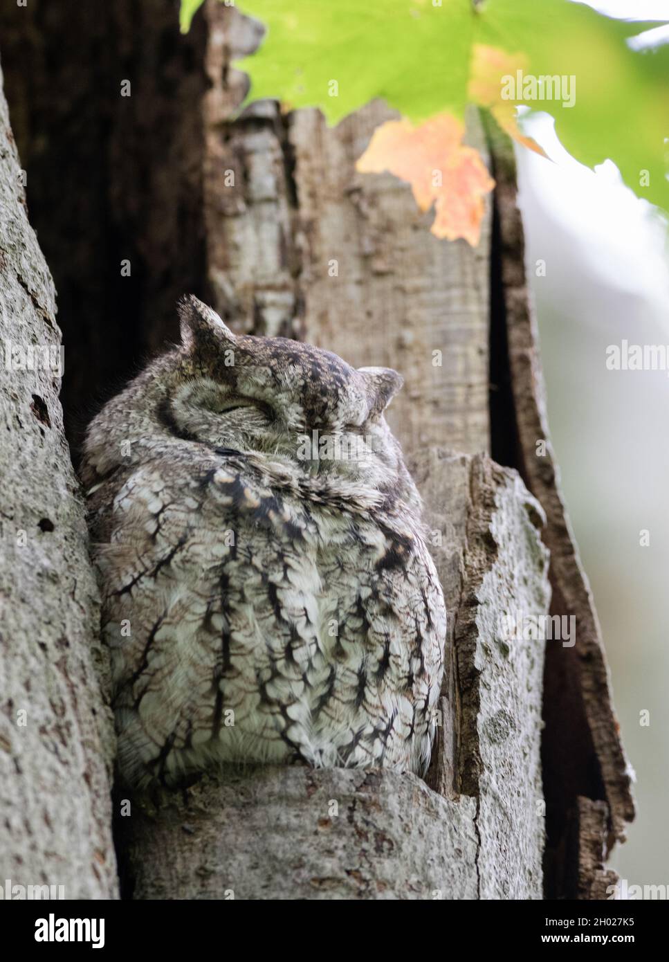 Camouflage screech owl hi-res stock photography and images - Alamy