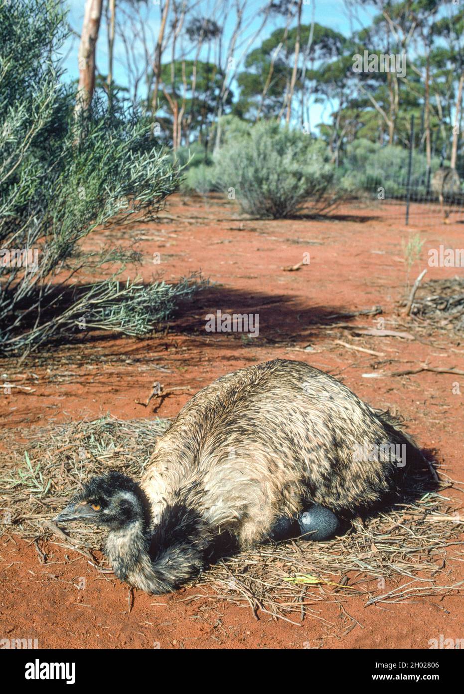 A male Emu sitting on eggs Stock Photo - Alamy