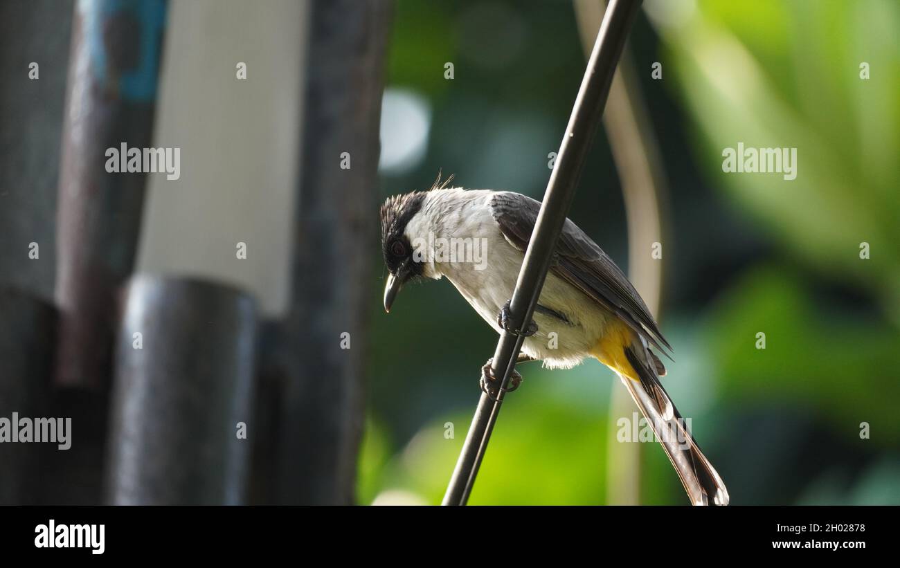 A sooty-headed Bulbul bird Stock Photo - Alamy