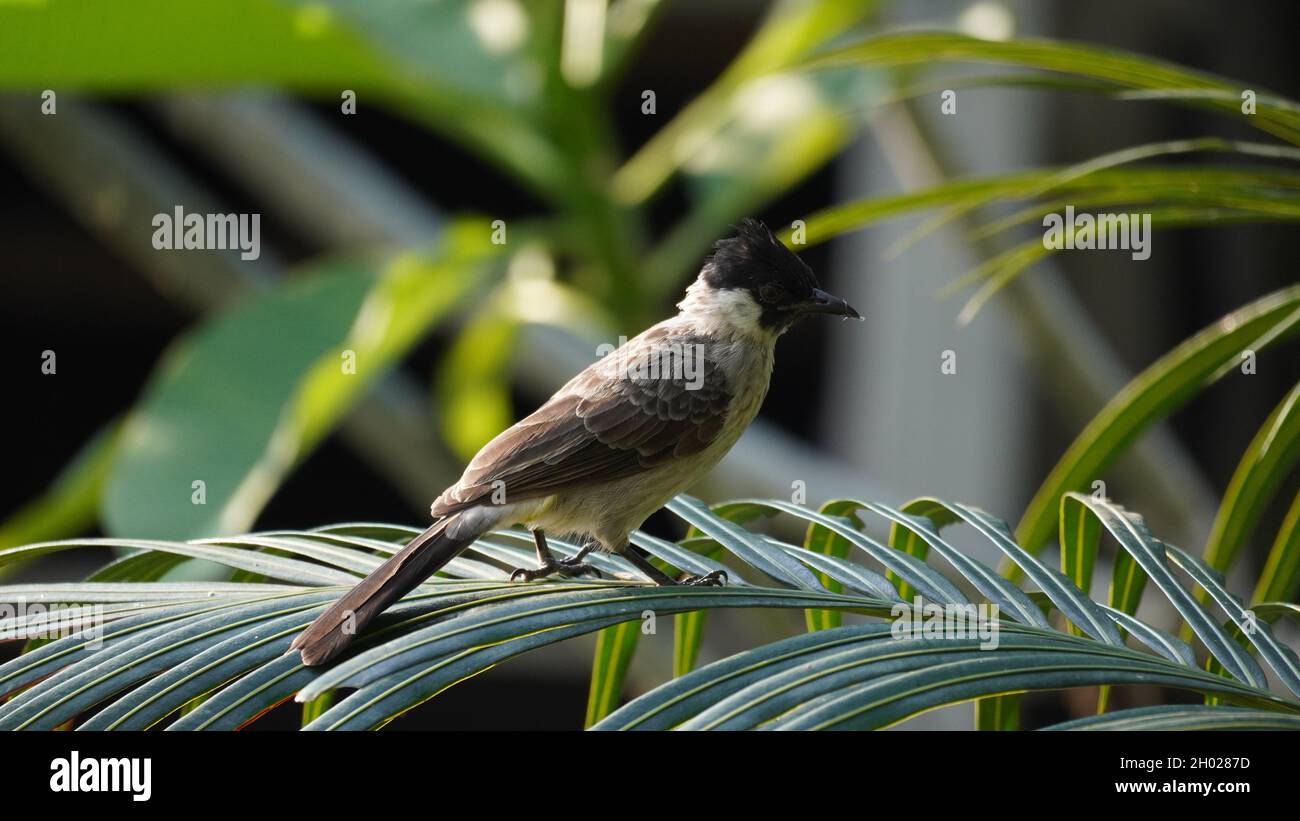 A sooty-headed Bulbul bird Stock Photo - Alamy