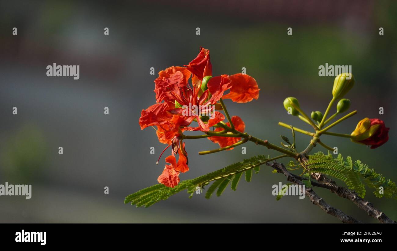 Phoenix flower hi-res stock photography and images - Alamy