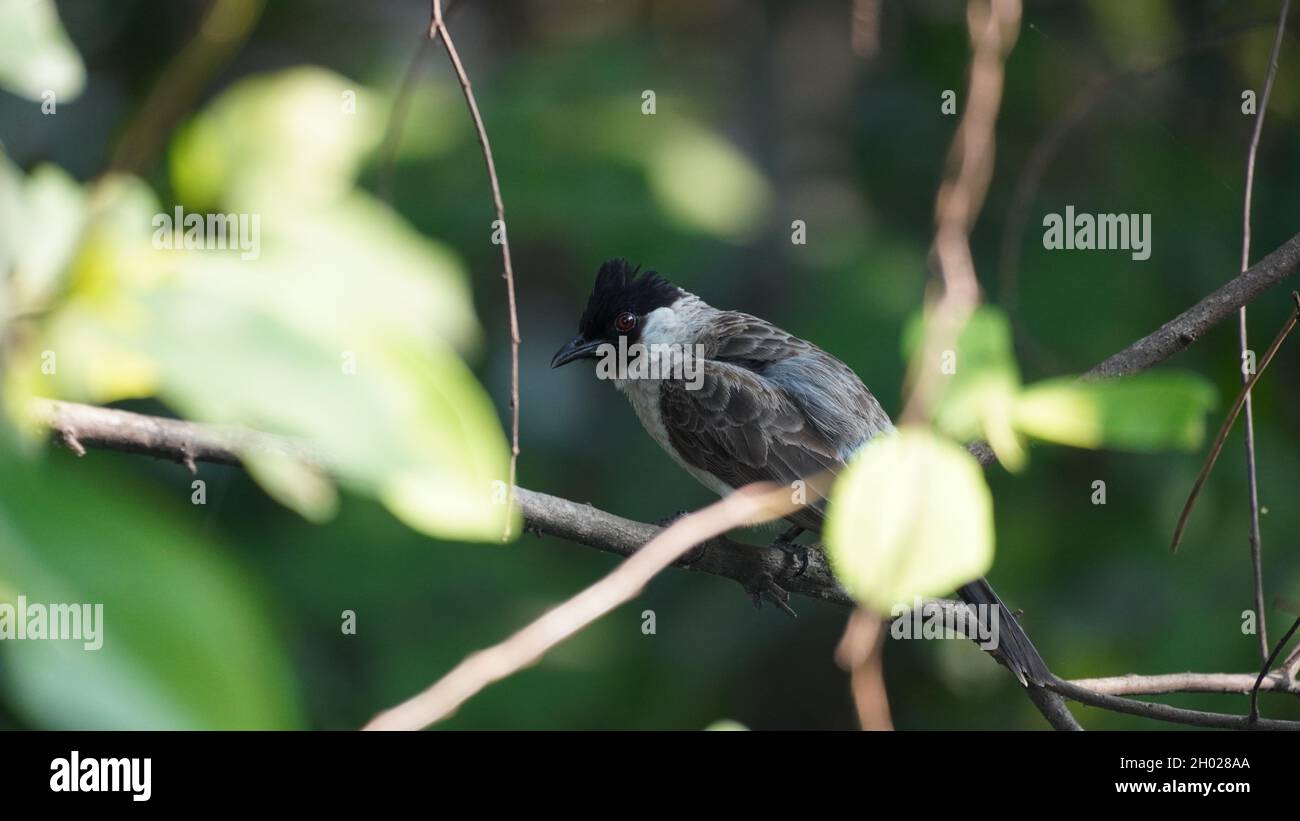 Sooty headed bulbul bird hi-res stock photography and images - Alamy