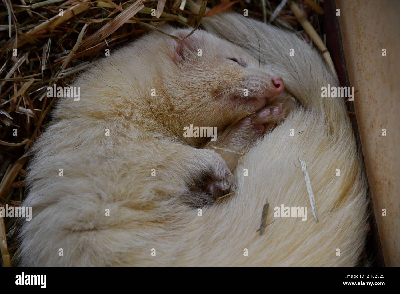 cute cream ferret curled up asleep Stock Photo - Alamy