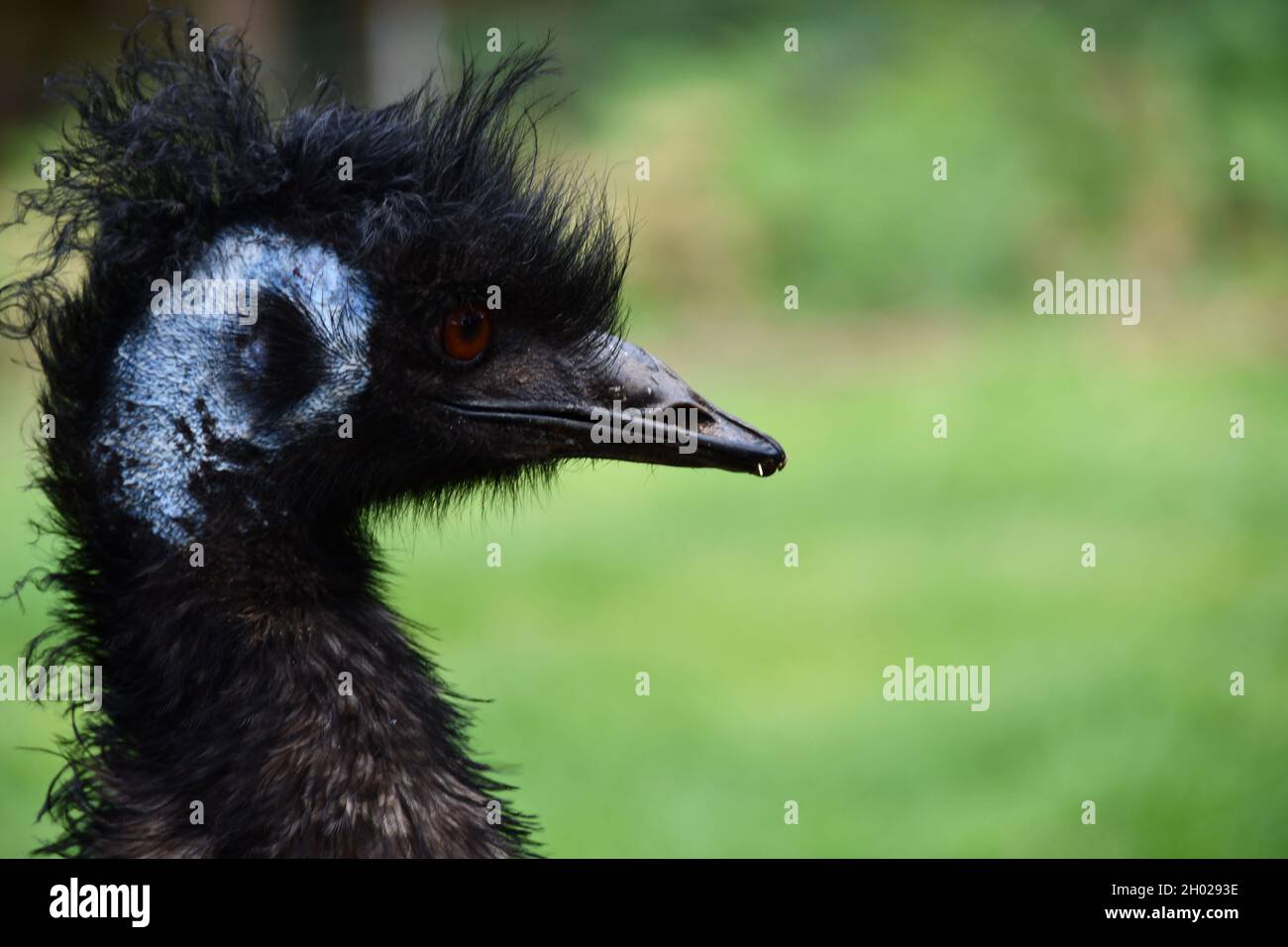 cute emu head close up Stock Photo - Alamy