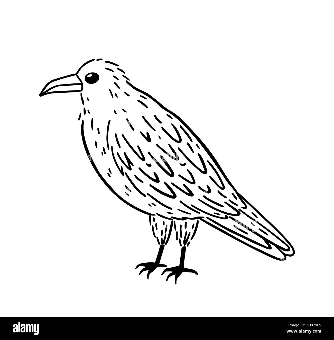 Black raven isolated on white background. Hand-drawn vector ...