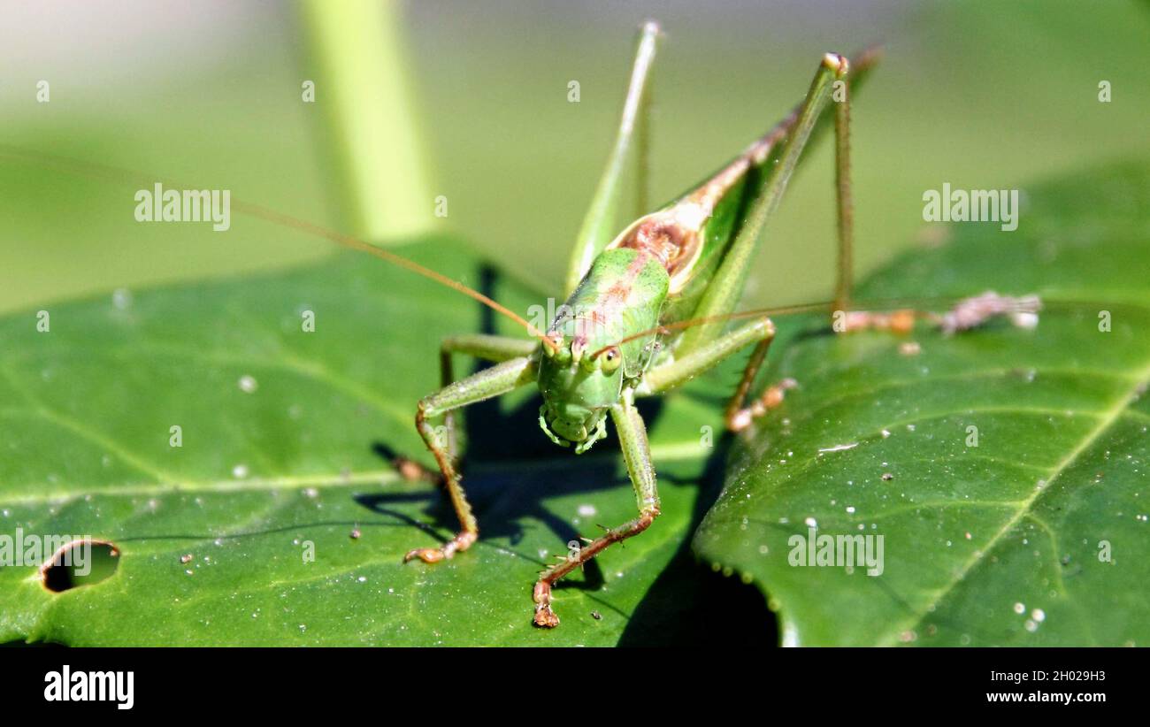 Shallow focus of a green grasshopper on a sunny day outdoors Stock ...
