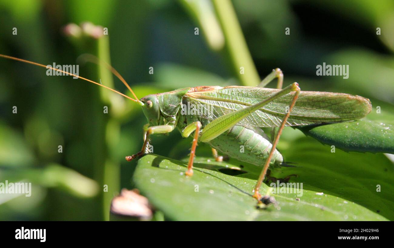 Shallow focus of a green grasshopper on a sunny day outdoor Stock Photo ...