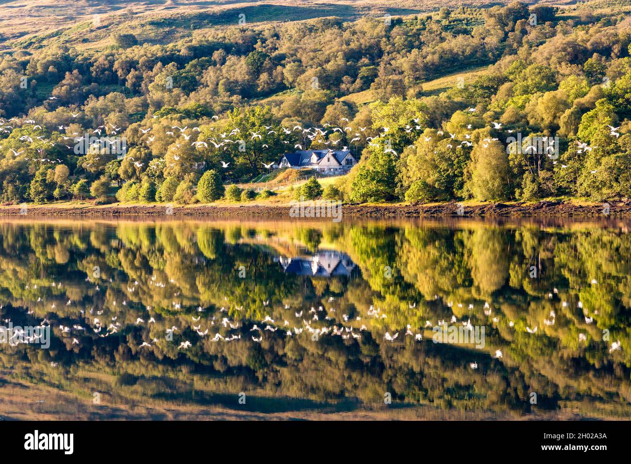 Perfect reflections on a beautiful Scottish Loch in the early morning ...