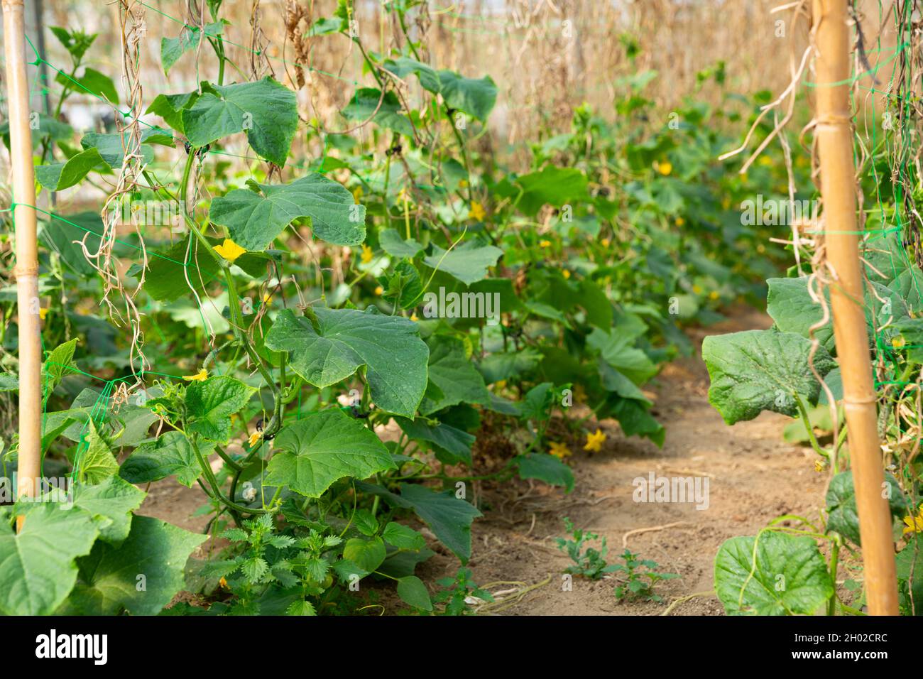 Flowering cucumbers plants Stock Photo - Alamy