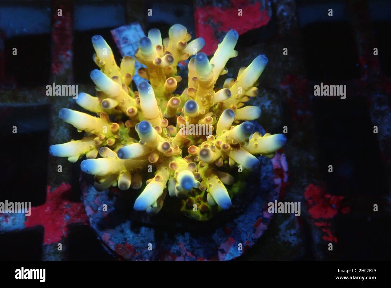 Acropora SPS coral is one of the most popular coral in home reef ...