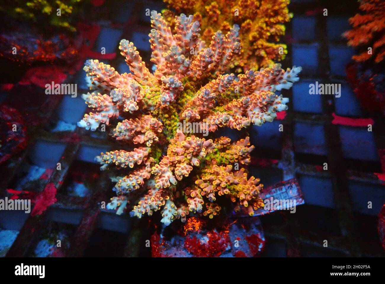 Acropora SPS coral is one of the most popular coral in home reef ...