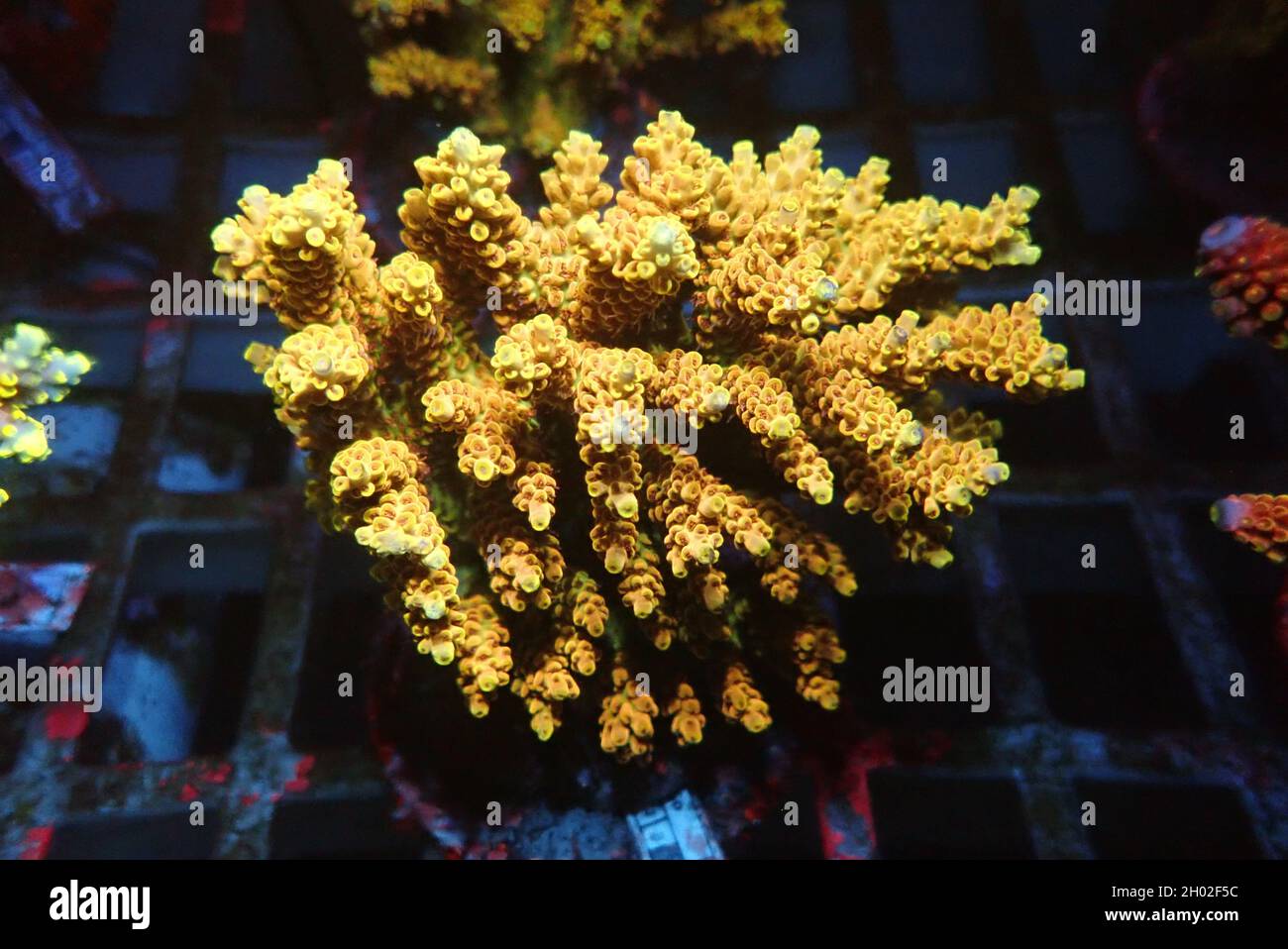 Acropora SPS coral is one of the most popular coral in home reef ...