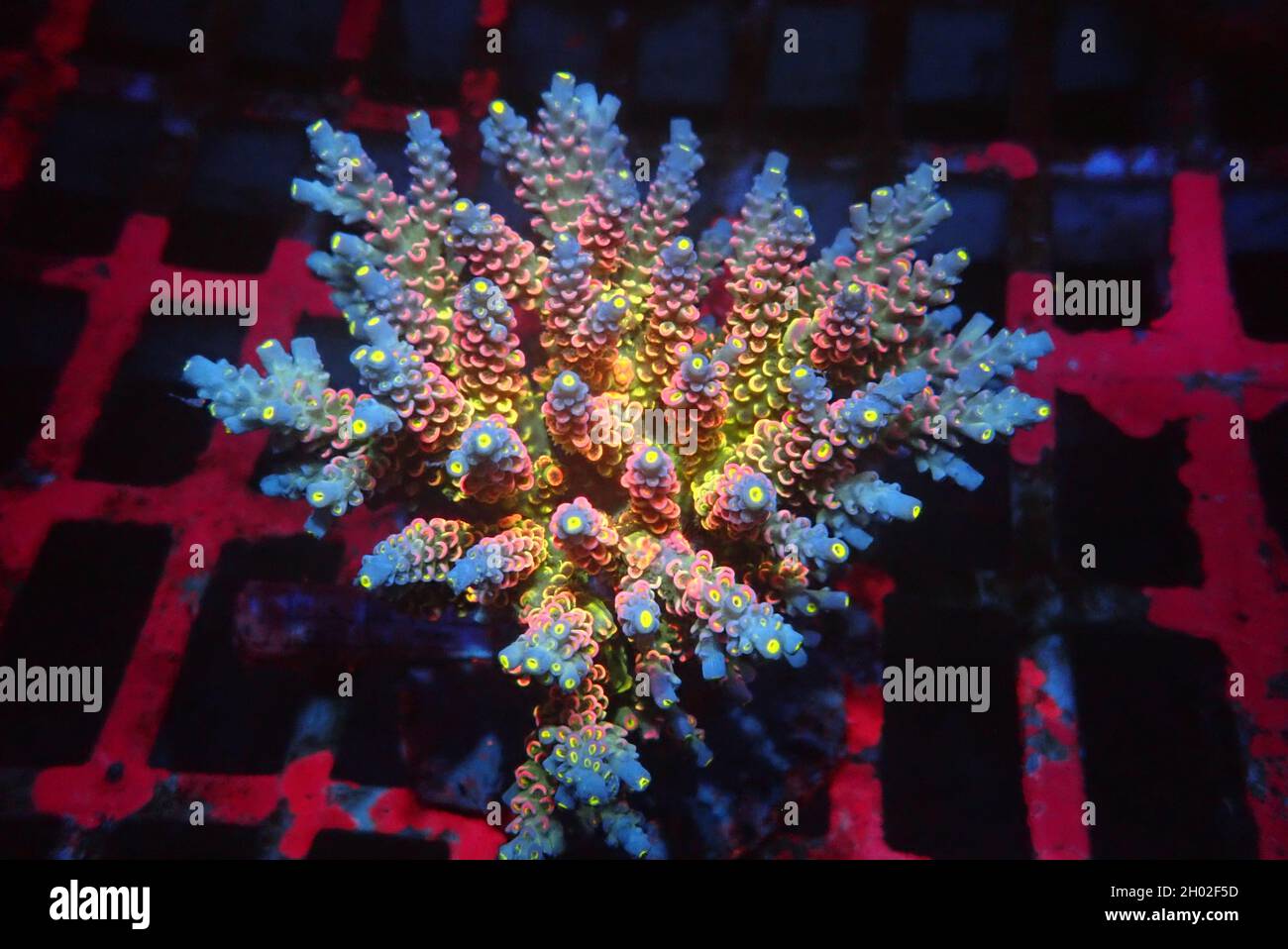 Acropora SPS coral is one of the most popular coral in home reef ...
