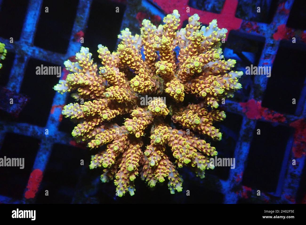 Acropora SPS coral is one of the most popular coral in home reef ...