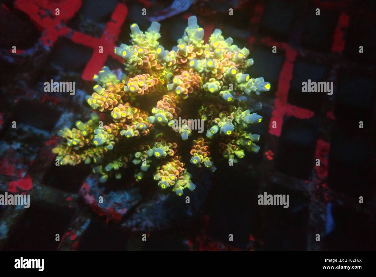 Acropora SPS coral is one of the most popular coral in home reef ...