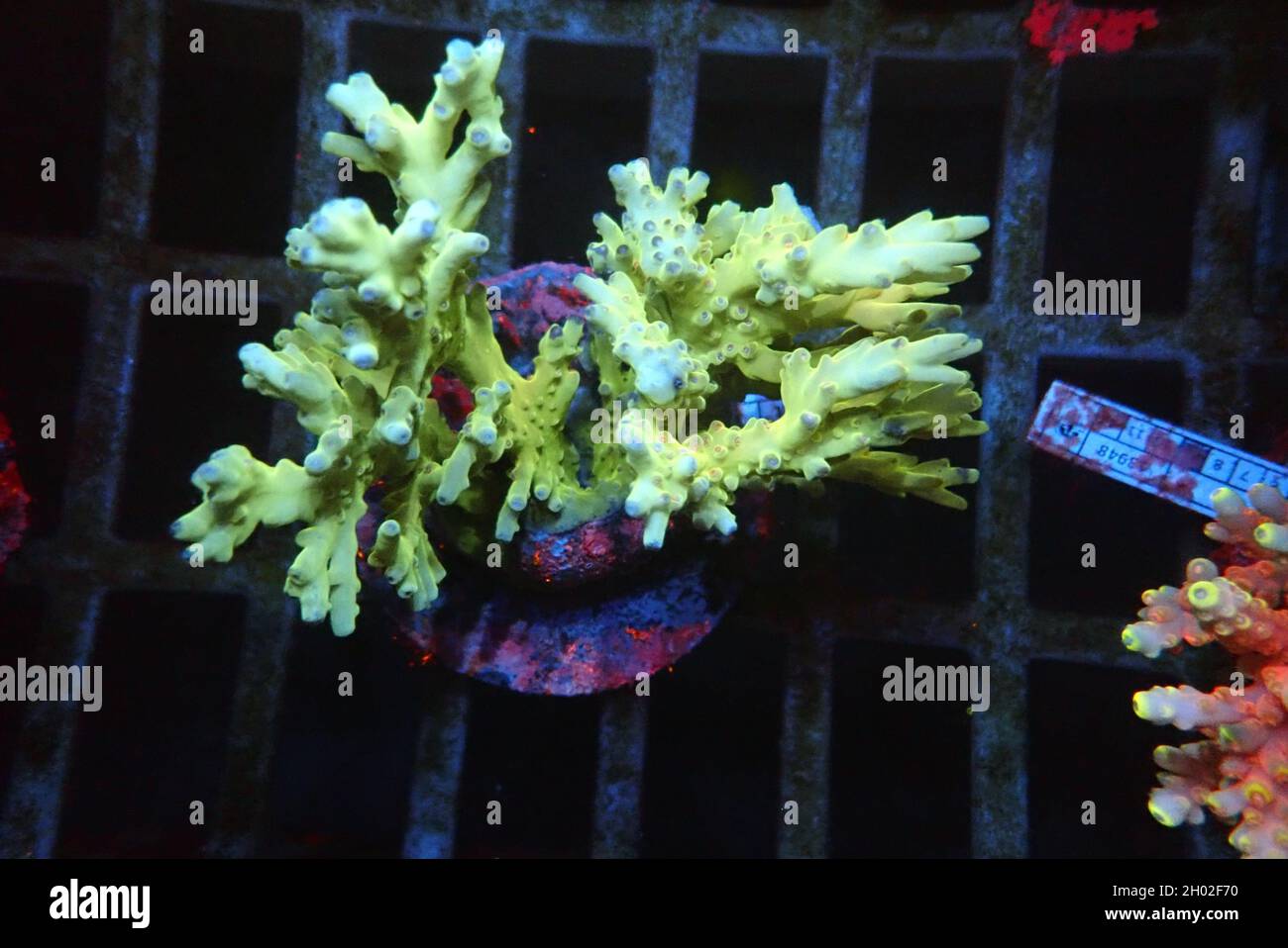 Acropora SPS coral is one of the most popular coral in home reef ...