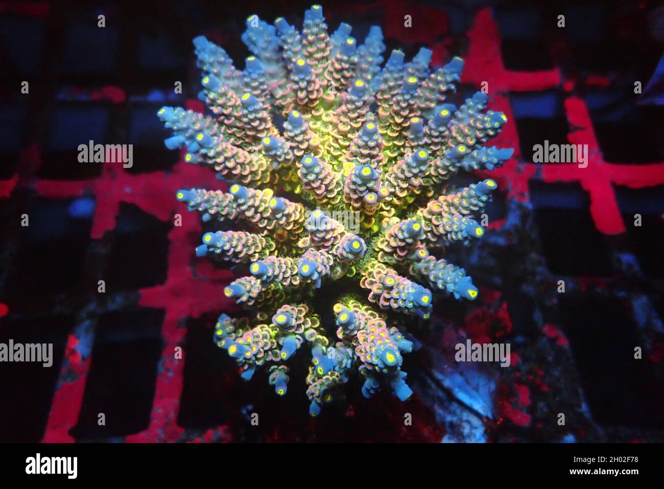 Acropora SPS coral is one of the most popular coral in home reef ...
